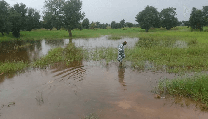 Devastating Floods Destroy 995 Rice Farms in Jigawa Nigeria » Financial ...